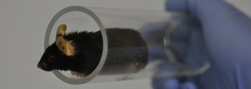 Improving methods for handling laboratory mice - Faculty of Health and ...