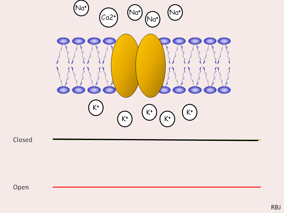 How are theystudied?